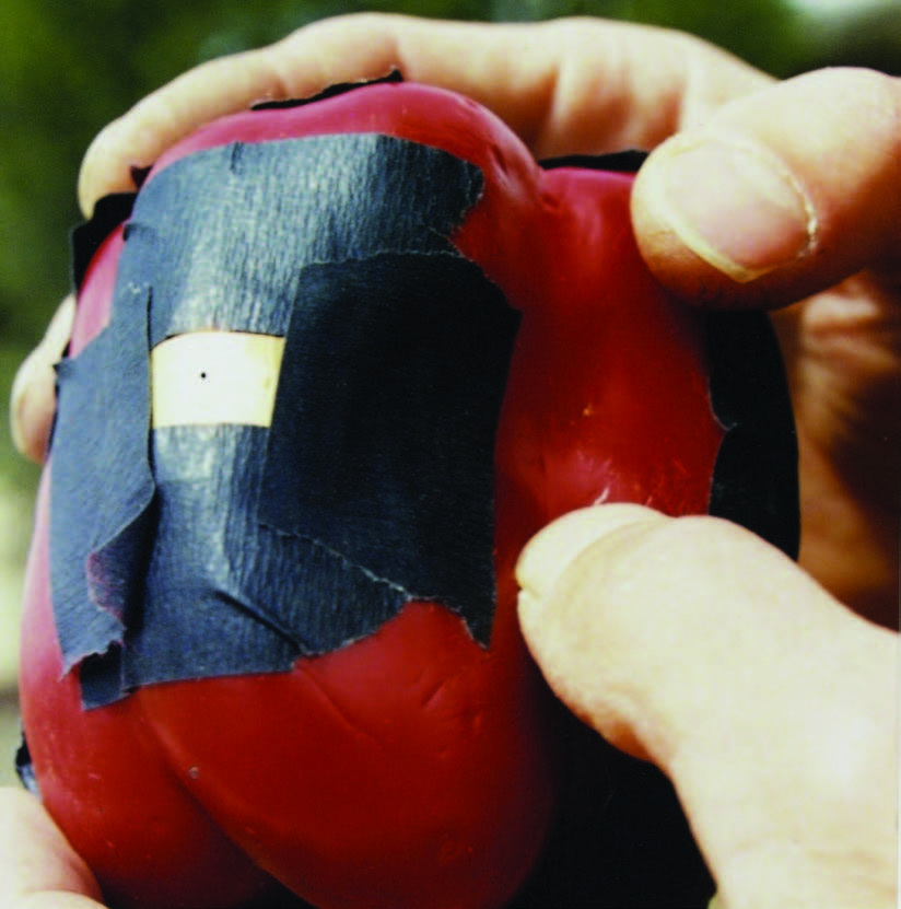 Eric Renner, red pepper pinhole camera, 1985. Courtesy Palace of the ...