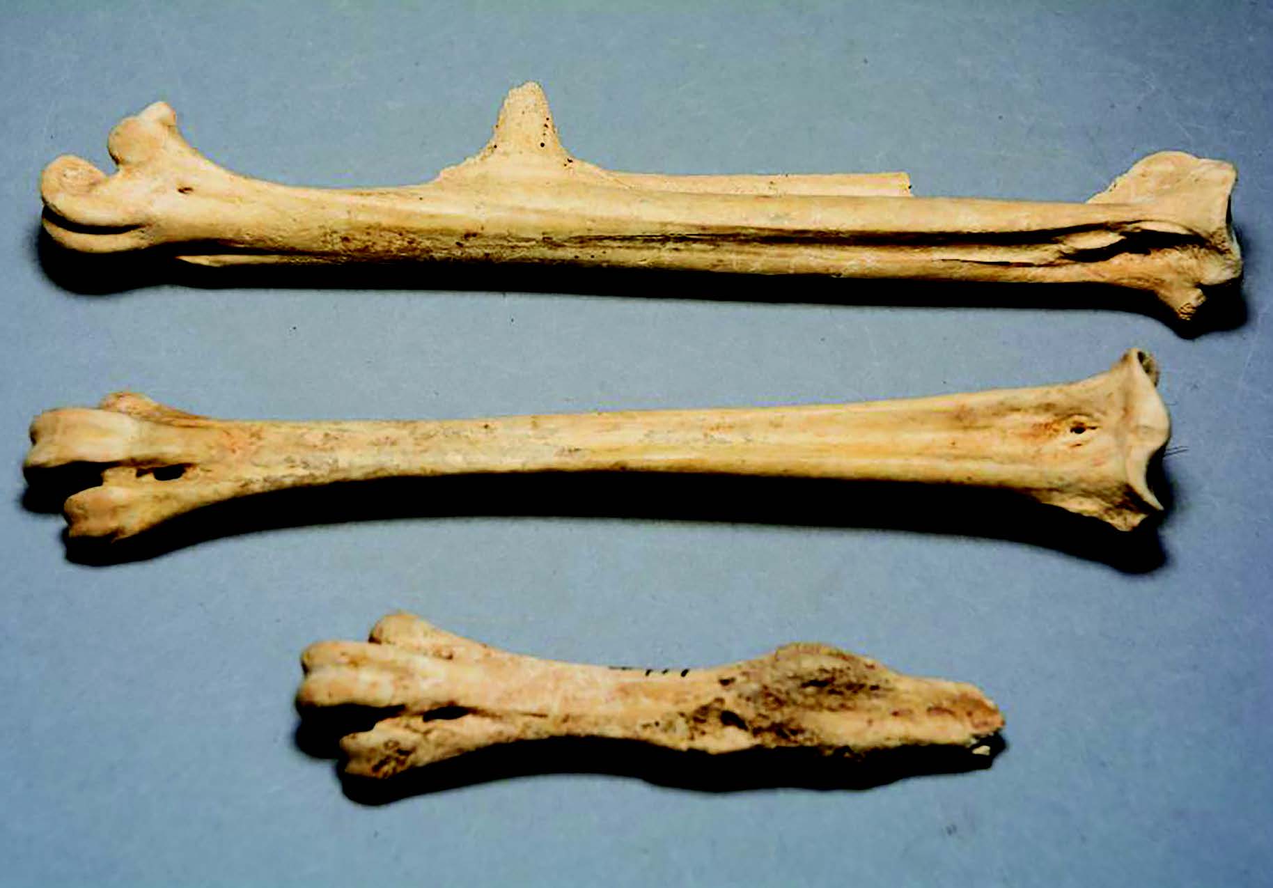 Many bone artifacts have been found that suggest interesting human ...