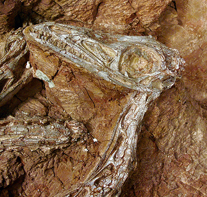 New Mexico to the Bone – El Palacio