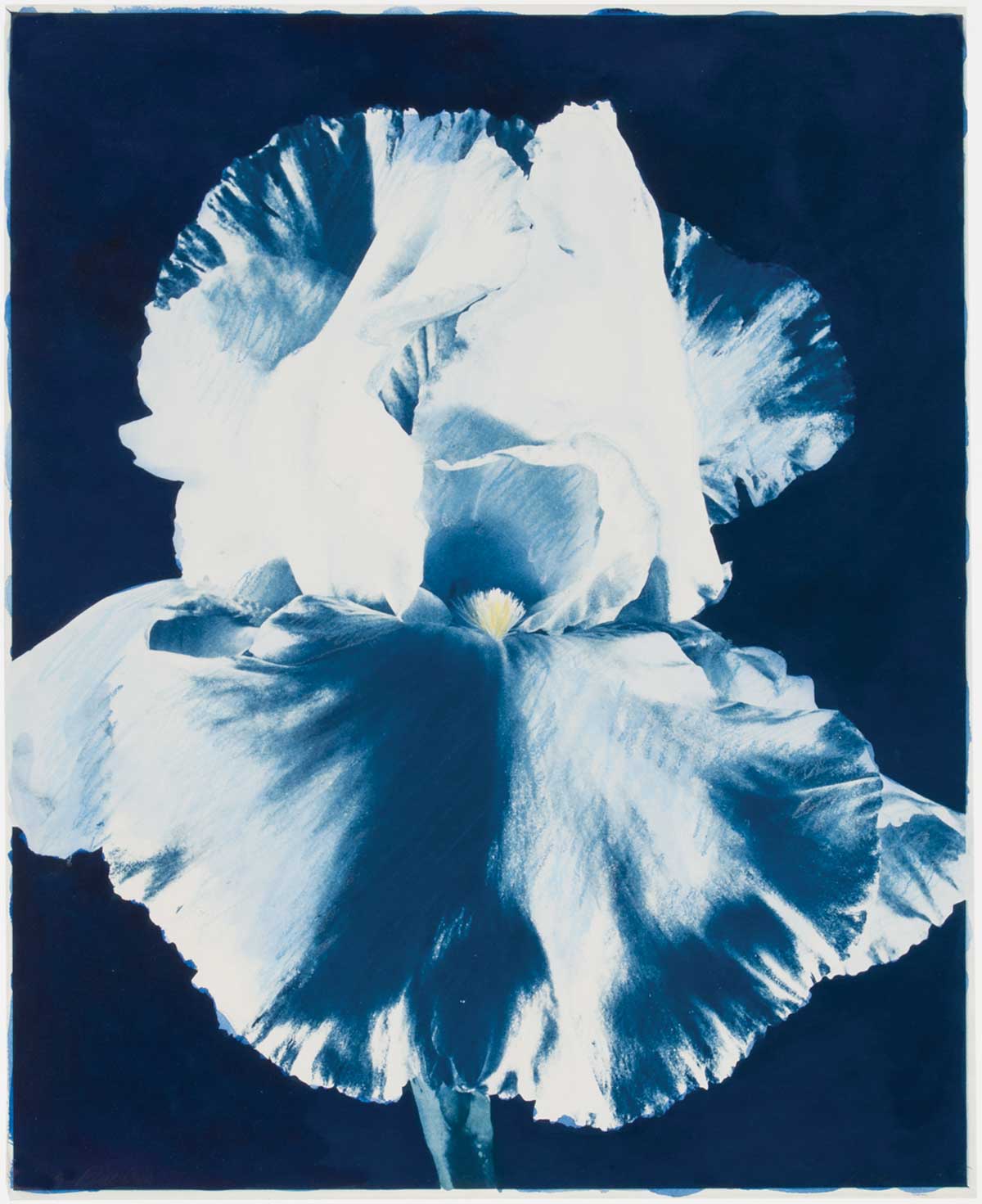 Petal Pusher – El Palacio